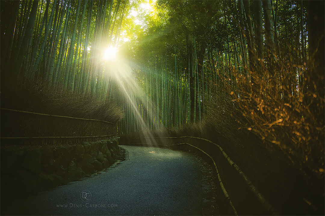 Kyoto | Denis Carbone | Photographer | Filmmaker